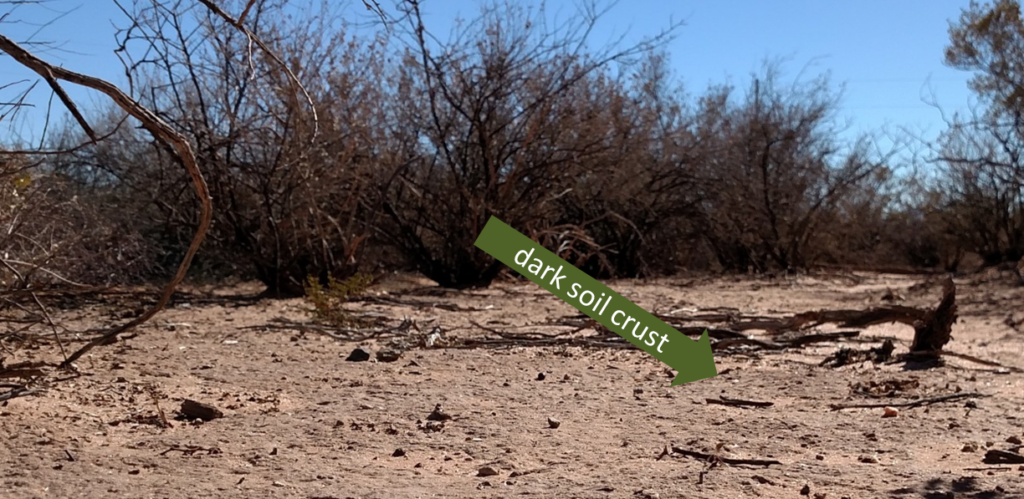 What Exactly is a Biological Soil Crust? – End-O-Fite Enterprises LLC