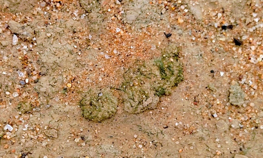 What Exactly is a Biological Soil Crust? – End-O-Fite Enterprises LLC